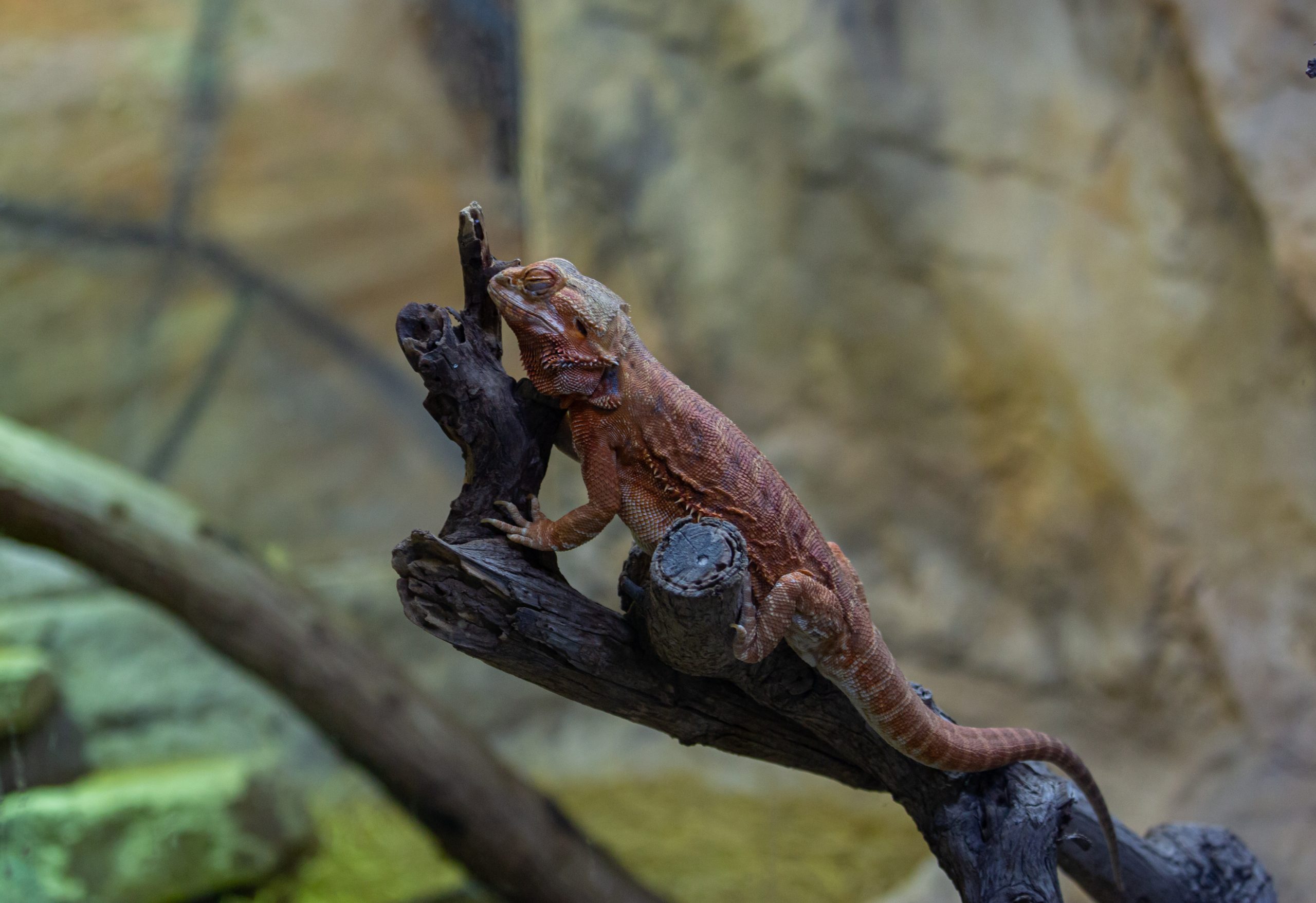 Iguana - Emirates Park Zoo and Resort