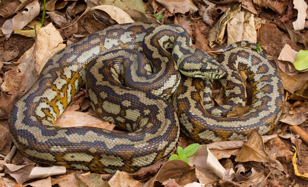 Reptiles - Emirates Park Zoo and Resort